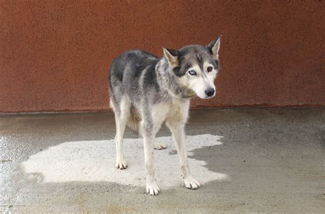 ცხოველთა 📢🐕 მუნიციპალურ თავშესაფარში თბილისის ზღვის მიმდებარე ტერიტორიიდან ჯინო ფერედაისი