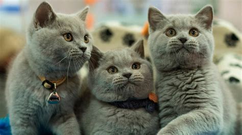 Haustiere Katzen Katzen Haustiere Natur Planet Wissen