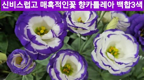 리시안서스 향카틀레아 펜타스 만다빌라 수국 백합 야생화꽃모종 Youtube