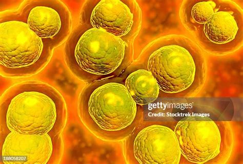 64 Chlamydia Bacteria High Res Illustrations Getty Images