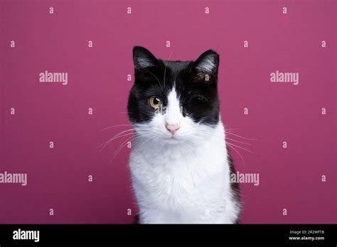 One Eyed Tuxedo Cat Looking At Camera Studio Portrait On Colored