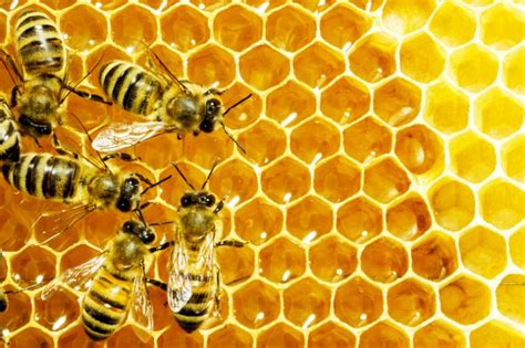 Biboca Ambiental Por Que O Desaparecimento Das Abelhas Seria Uma