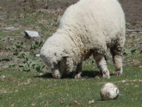 Pa111298 Olympus Digital Camera Chris Capron Flickr