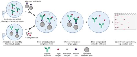 Immunoprecipitation Ip The Complete Guide