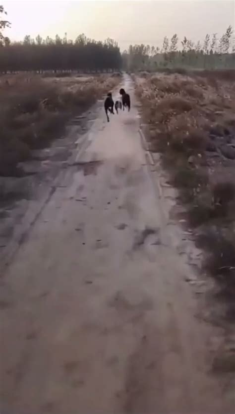 All It Needs Now Is A Mutagenic Virus Rresidentevil