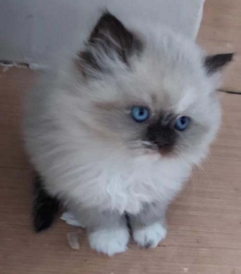 Shes So Little But So Sassy Rragdolls