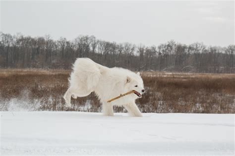 Um Cachorro Branco Com Um Pedaço De Pau Na Boca Está Segurando Um