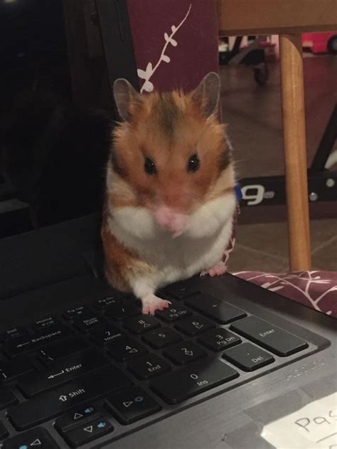 Funny Hamsters Cute Hamsters Hamster Pics