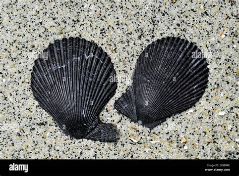 Chlamys Shell
