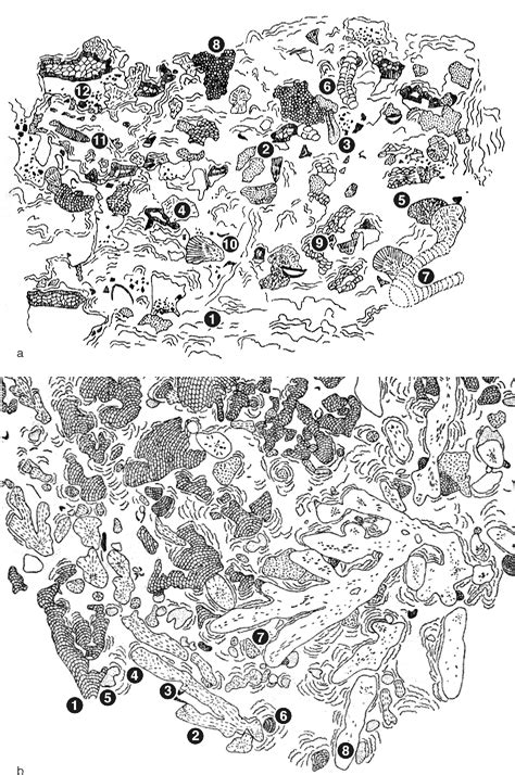 Table 18 From Functional Morphology Of The Fossil Hypercalcified Chaetetid Type Porifera