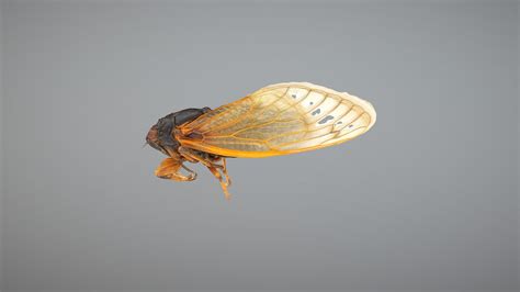 Magicicada Cassini Female Download Free 3d Model By Uconn Library