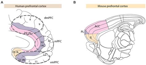Frontiers The Role Of The Prefrontal Cortex In Social Interactions Of
