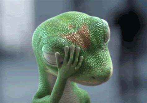 Gecko Facepalm  On Imgur
