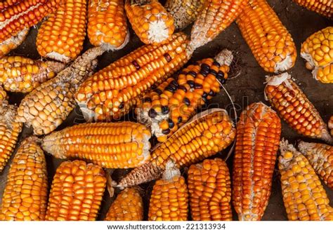 Different Types Corn On Cob Table Stock Photo Shutterstock