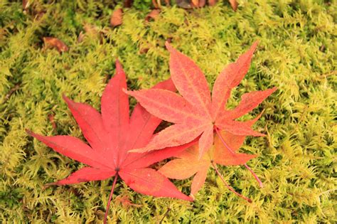 彰化縣民生國小資優班