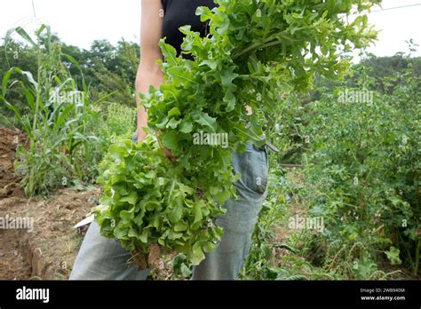 Some Medicinal Plants Or Medicinal Herbs Used In Traditional Medicine