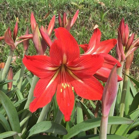 有一種花開花比君子蘭都美，養兩個月就開花，個頂個的美 每日頭條