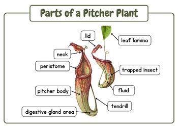 Forest Biome Rainforest Label The Parts Of Pitcher Plant