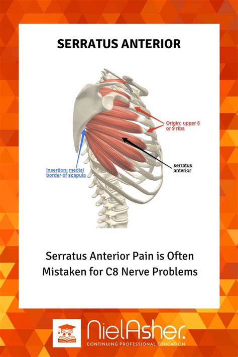 Serratus Anterior Trigger Points In 2023 Trigger Points Trigger