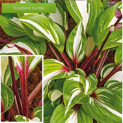 Hosta Raspberry Sundae With Large Leaves And Red Stems