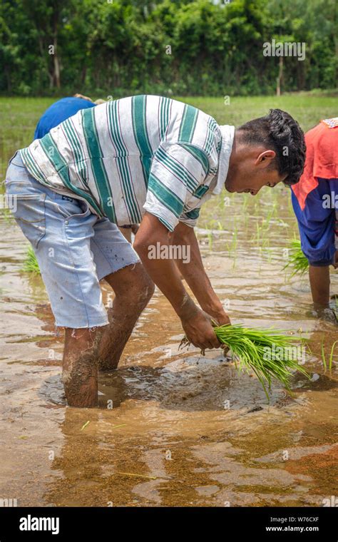 Group Of Farmers Preparing To Transplanting Rice Seedlings Or Young