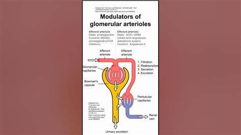 Modulators Of Glomerular Arterioles Youtube