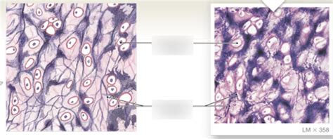 Histology 7 Lab Manual Diagram Quizlet