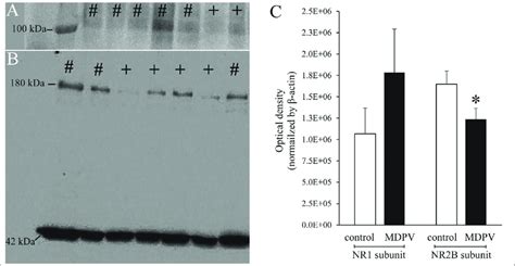 Abundance And Distribution Of Nmdar Subunit Proteins Determined By