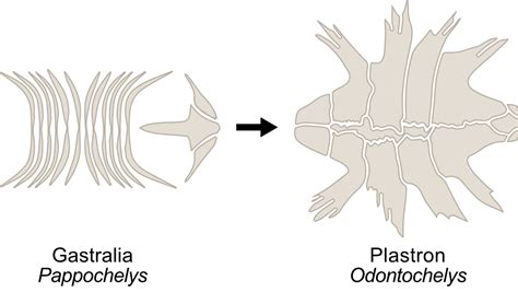 Odontochelys Triassic Turtle