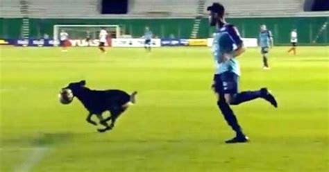 Players Are Baffled As Dog Runs Onto Soccer Field During Game And Takes