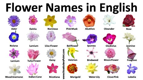 List Of Flower Names In English Vocabulary Point
