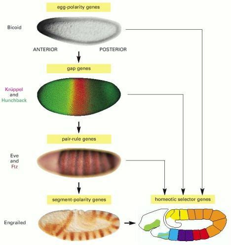 Figure 21 37 The Regulatory Hierarchy Of Egg Polarity Gap Segmentation And Homeotic Selector