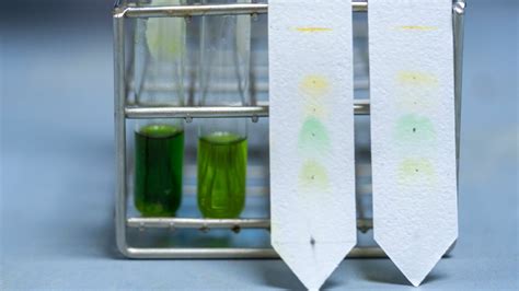 What Is Paper Chromatography Principle Types And Uses Owlcation