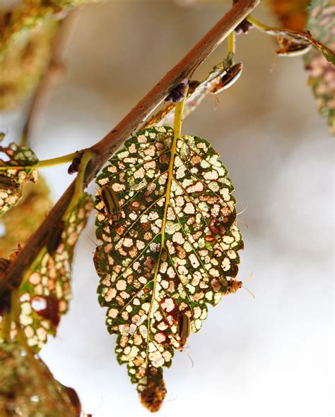 Pests And Disease Eucalyptus Tree Services