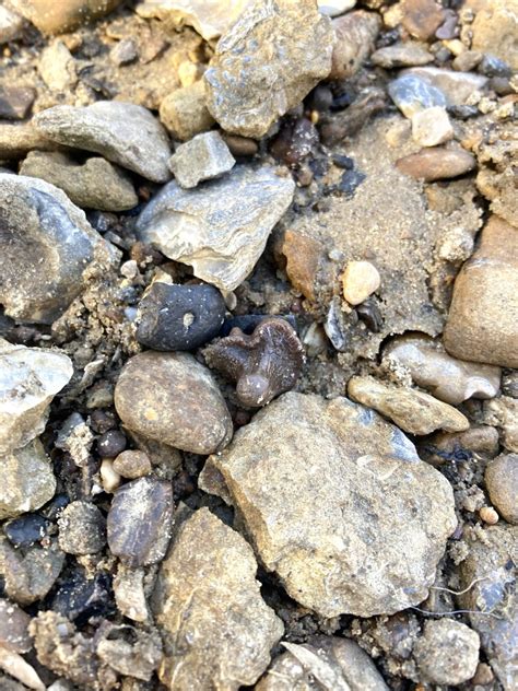 Ptychodus In Situ 3 Member Collections The Fossil Forum