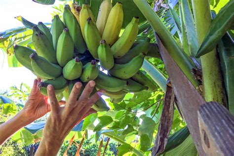 Complete Guide To Harvesting Bananas In Australia Ultimate Backyard