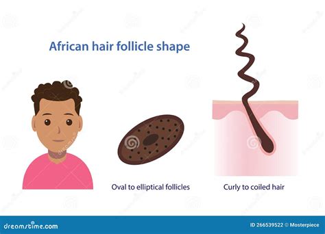 African Hair Follicle Shape Vector Illustration Stock Illustration