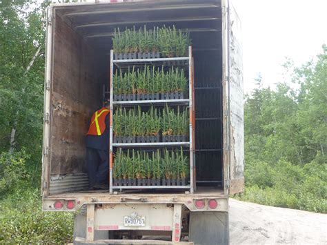 Tree Transportation Staf La Doré Inc