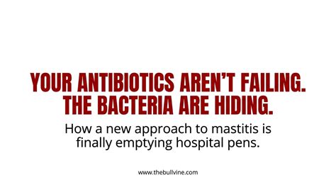 Mastitis Treatment Roi The Bullvine