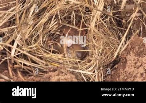 Mouse Nest Stock Videos And Footage Hd And 4k Video Clips Alamy