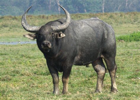 Water Buffaloes Waf