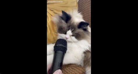 반려생활 잠든 고양이에게 자기 코 고는 소리 들려줬더니 보인 반응이게 뭐다냥