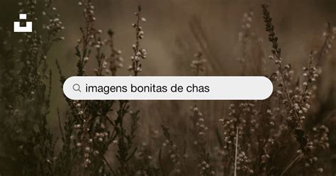 Imagens Bonitas De Chas Pictures Download Free Images On Unsplash