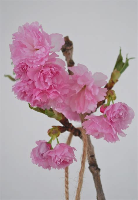 Mamas Kram April 2015