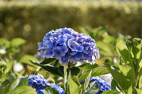 Hydrangea Flowers Hydrangeas Free Photo On Pixabay Pixabay