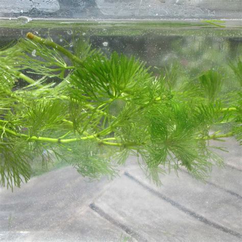 Cabomba aquaticaShop globules - Remedia Homeopathy