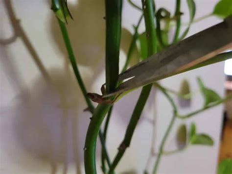 How To Propagate Pothos Step By Step Guide With Pictures
