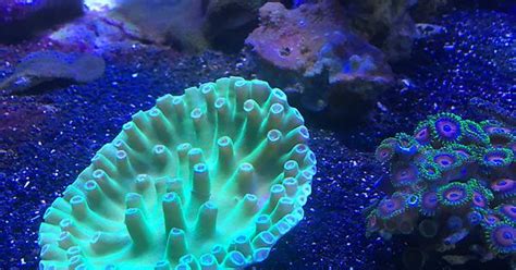 Australian Scroll Coral Album On Imgur