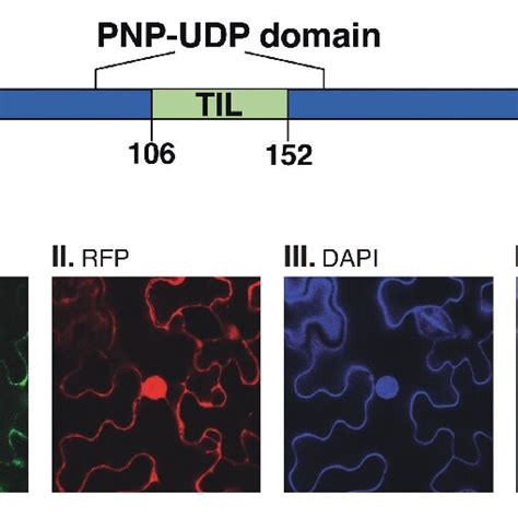 Prpnp Overexpression Enhances Drought Tolerance A Phenotype Of Wt