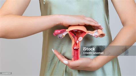 Asain Woman Holds Model Of Female Reproductive System In The Hands Help